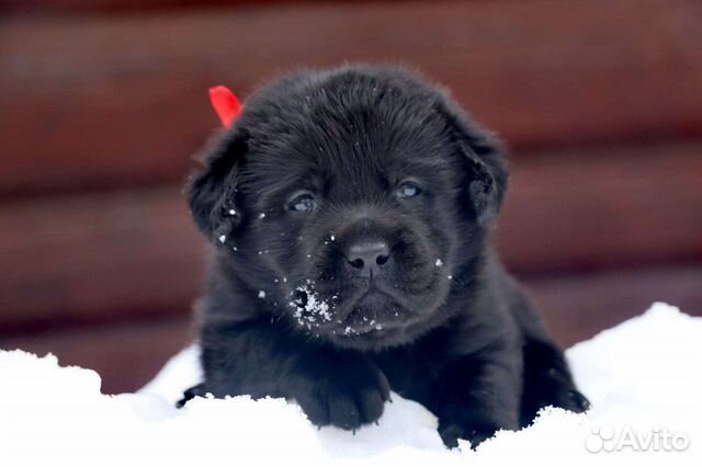 Черные щенки лабрадора