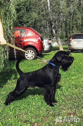 Черный шнауцер, щенки