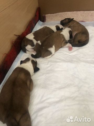 Продам кутят