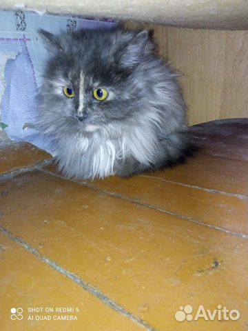 Котя