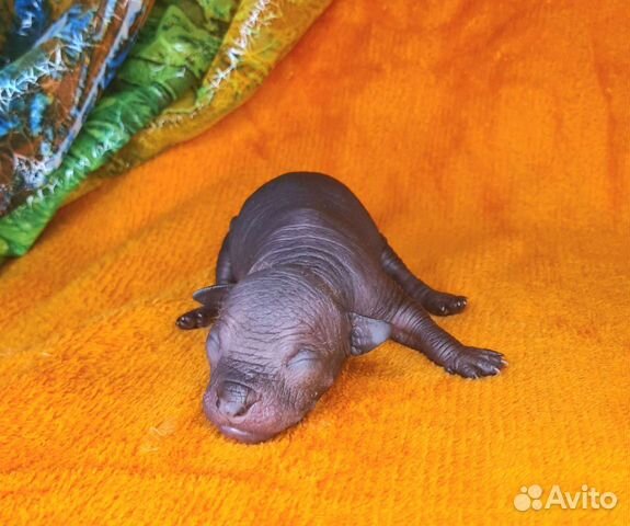 Щенки ксолоитцкуинтли