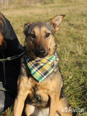 Комета мечтает о доме