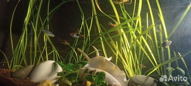 Аквариумные водоросли Валлиснерии