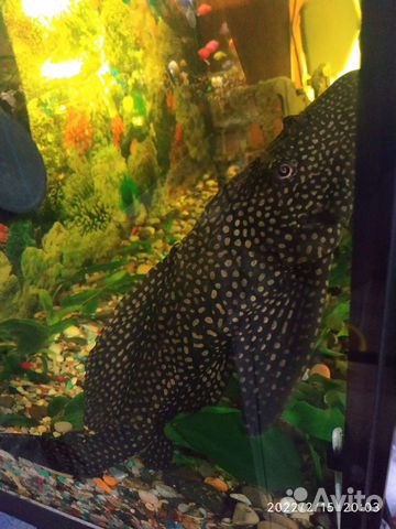 Аквариумные рыбки сомики