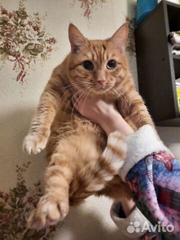 Кошка в дар