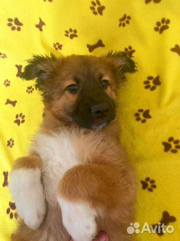 Щенок Мишутка (2 месяца) в добрые руки