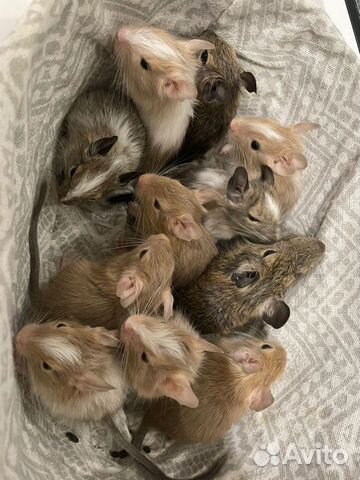 Дегу ищут дом