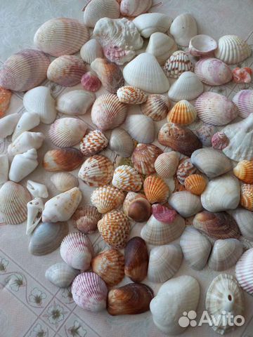 Морские ракушки раковины