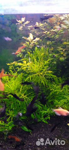 Моллинезия черная Лира