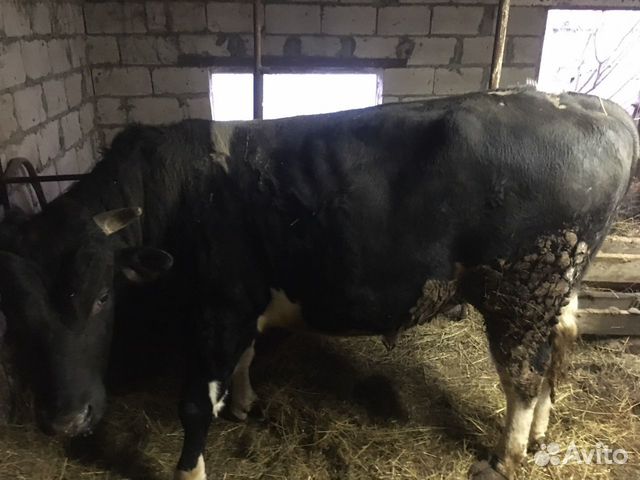 Бык на племя