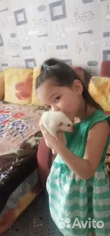 Крыс дамбо сиамский