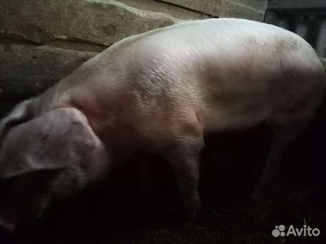 Продается молодой породистый хряк на племя. Возрас