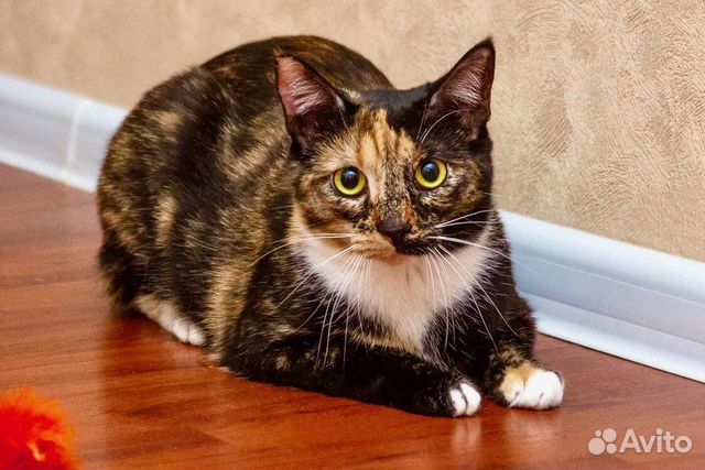 Кошечка Кира - девочка с огоньком в дар