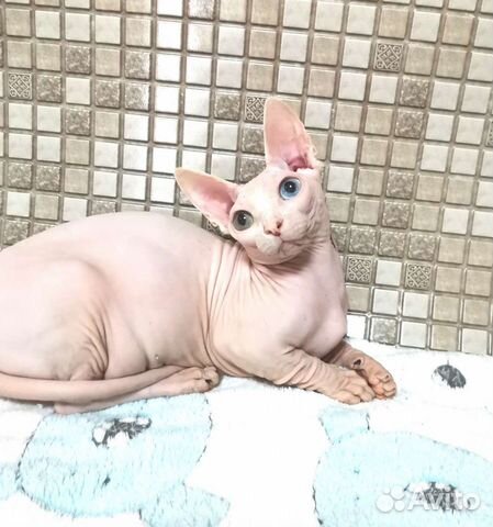 Канадский сфинкс. Бамбино девочка. Разноглазая