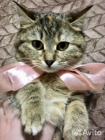 Котёнок