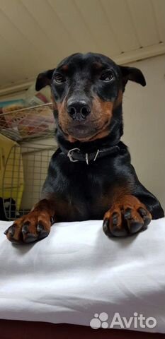 Племенной кобель цвергпинчер