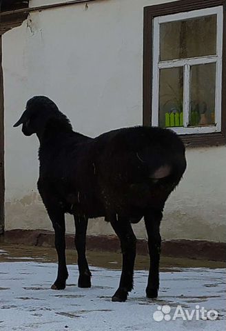 Гисарский баран