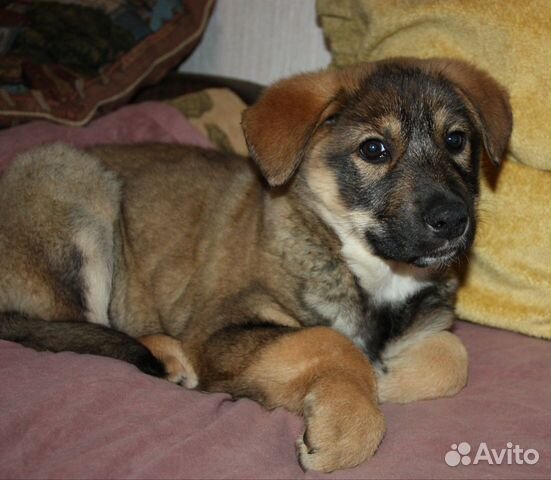 Милый Щенок Барди (4 месяца) В Дар В Добрые Руки