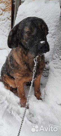 Пес Дружок в Добрые Руки