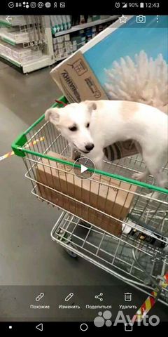 Собака в добрые руки