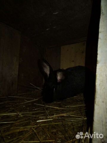 Полтавское серебро