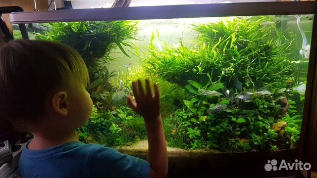 Аквариумные растения