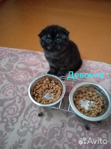 Вислоухие котята