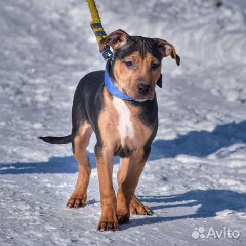 Щенок питбуля рр