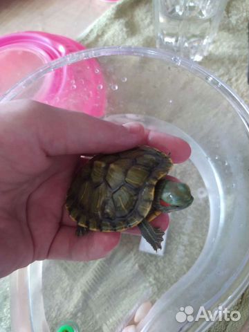 Красноухая черепаха с аквариумом
