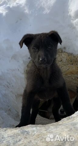 Щенки бесплатно