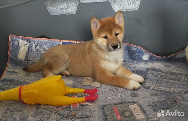 Щенки сиба ину