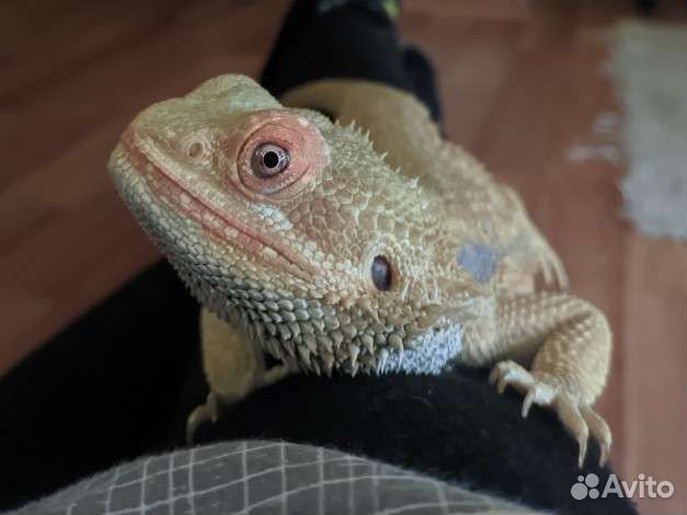 Бородатая агама