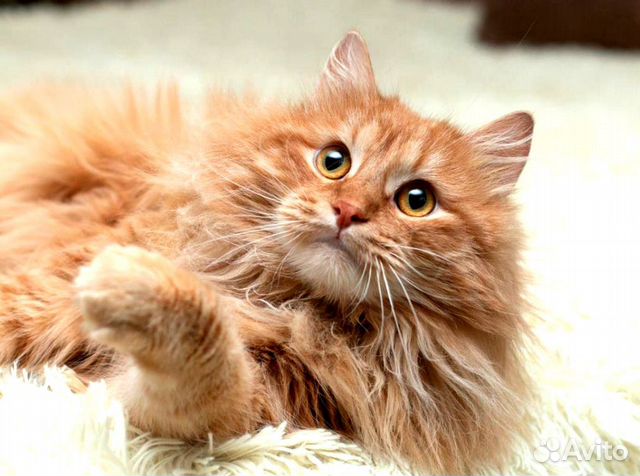 Рон Уизли рыжий кот. В добрые руки