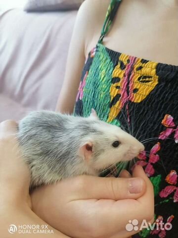 Отдам двух крысов