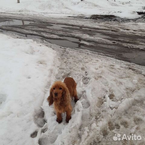 Английский кокер спаниель девочка 2 года