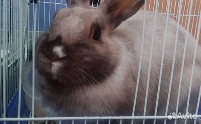 Декоративный карликовый кролик