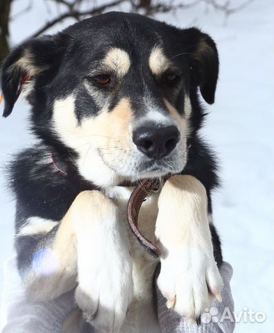 Ластик, 1,5 года, ждет семью