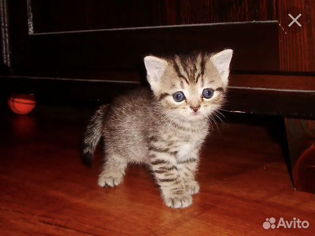 Котенок