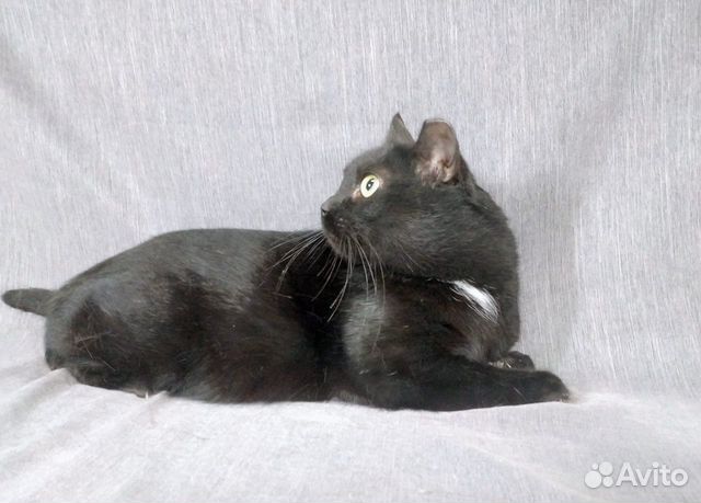 Кошечка Чара ищет своего Человека