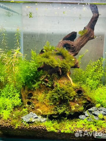 Аквариум aquael 20 л для креветок, петушка, рыб