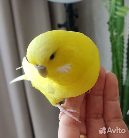 Выставочный волнистый попугай чех. Самка