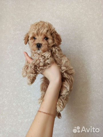 Мальтипу Ф1 шикарный мальчик премиум