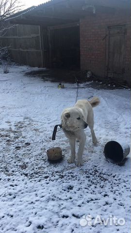 Собака