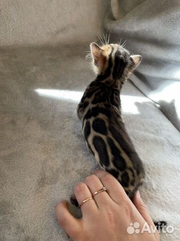 Бенгальские котята москва