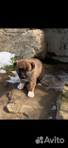 Щенки-бутузики