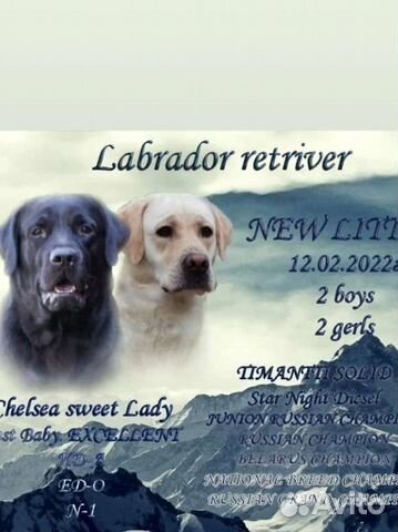 Лабропупсы