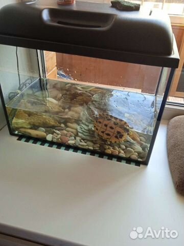 Аквариум с водной черепахой
