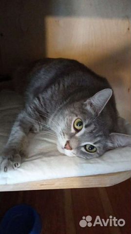 Ласка и Настенька