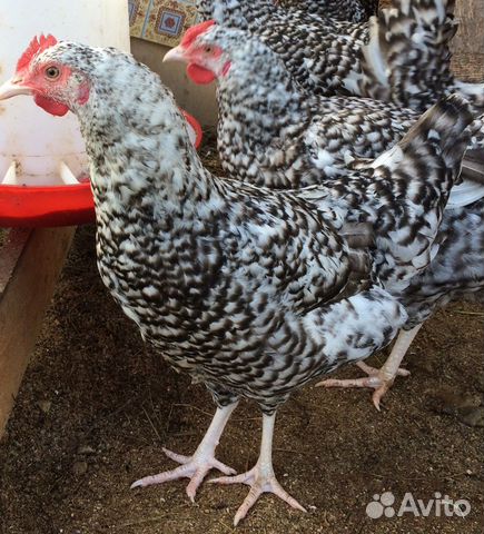 Куры породные, петухи на племя