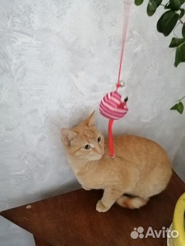 Кошка в дар